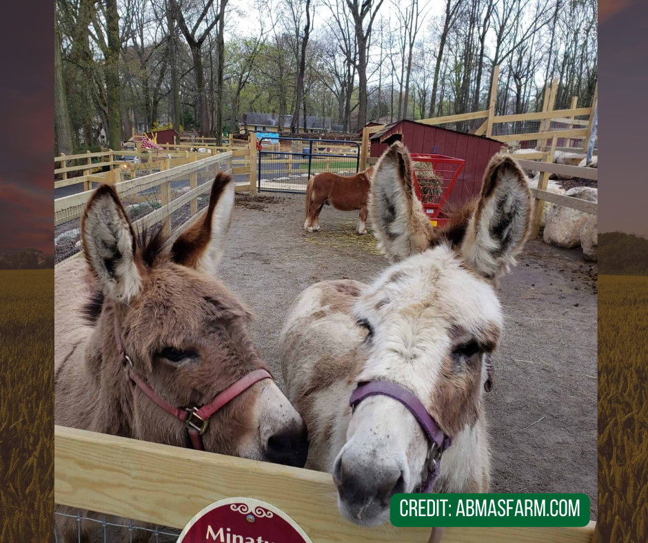 Abma's Farm Market Greenhouse & Barnyard Petting Zoo, Wyckoff, NJ ...