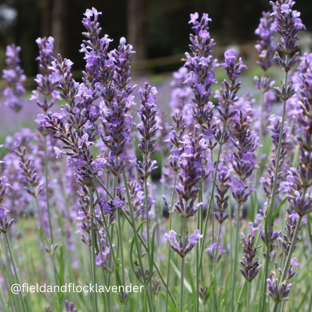 Field & Flock Lavender Farm, Woodstown, NJ - Your complete guide to NJ ...
