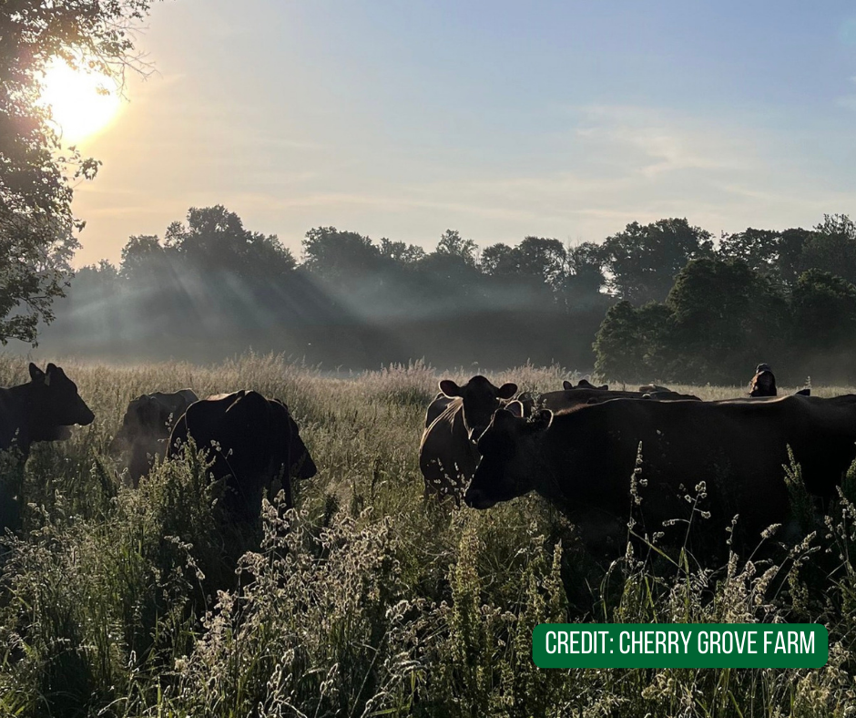 Cherry Grove Farm - Your complete guide to NJ Playgrounds